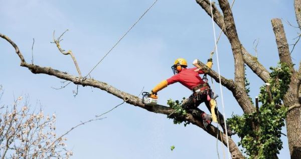 Campagne d'élagage sur le réseau électrique haute tension - Actualités ... Campagne d'élagage sur le réseau électrique haute tension - Actualités ...